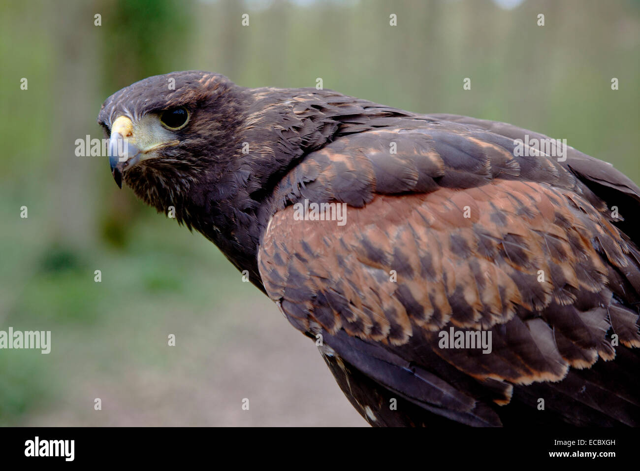 The Harris Hawk Stock Photo - Alamy