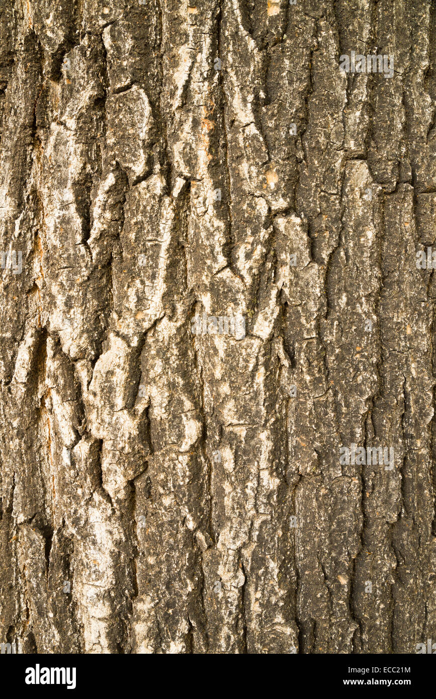 Full frame take of the rugged bark of a pine tree Stock Photo - Alamy