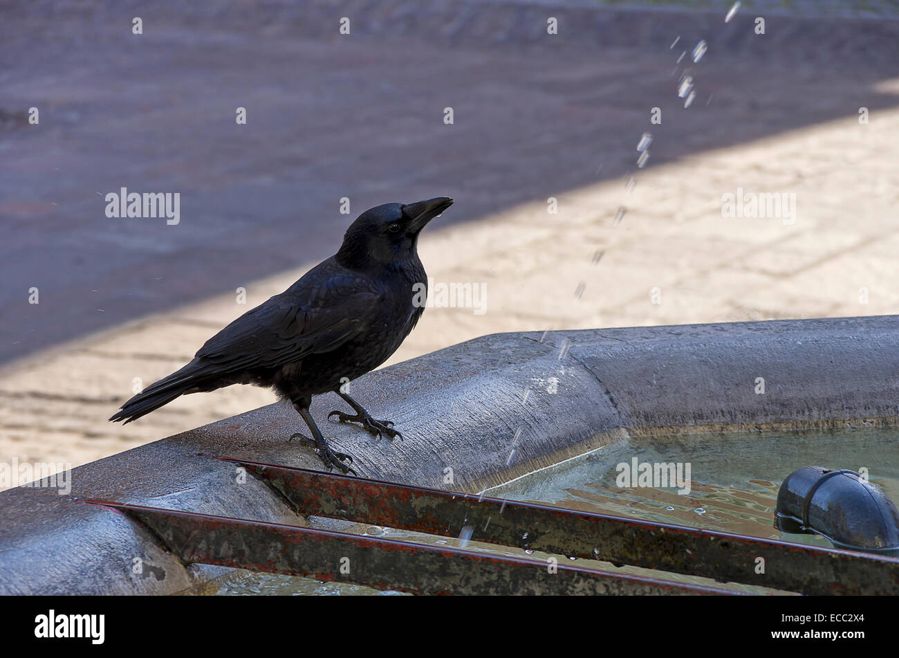 The Thirsty Crow High Resolution Stock Photography and Images - Alamy