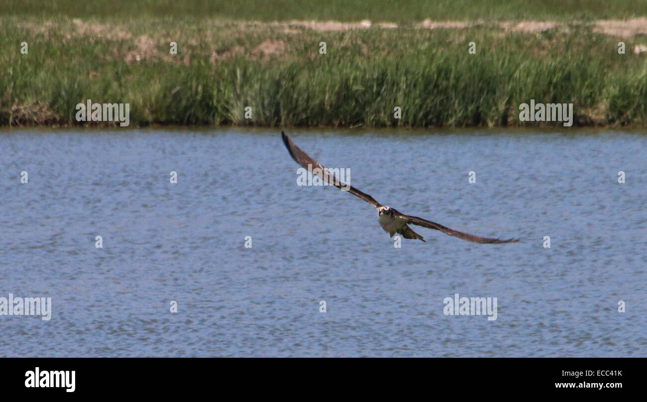 Osprey can dive into water t hi-res stock photography and images - Alamy