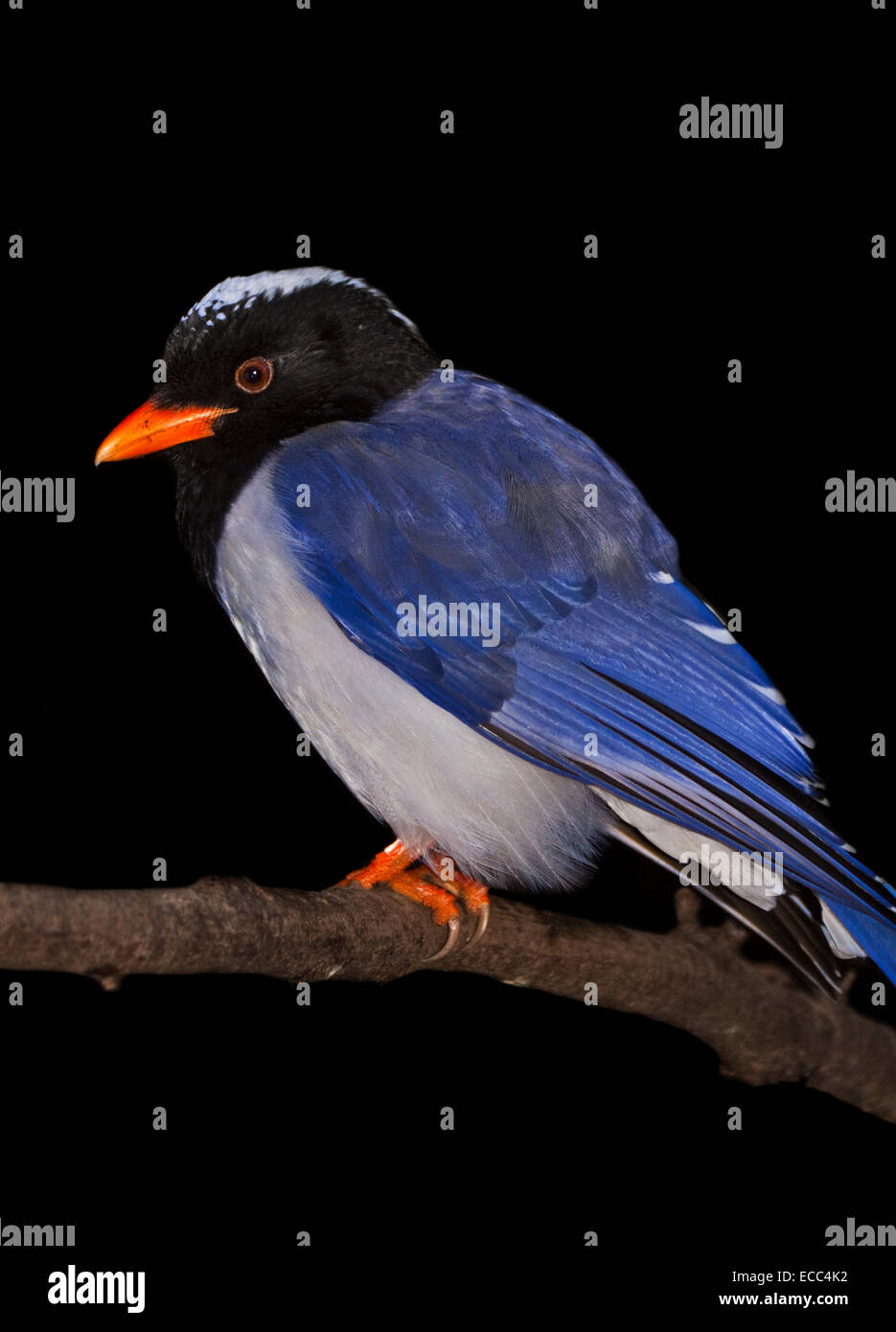 Red-Billed Blue Magpie (urocissa erythrorhyncha Stock Photo - Alamy