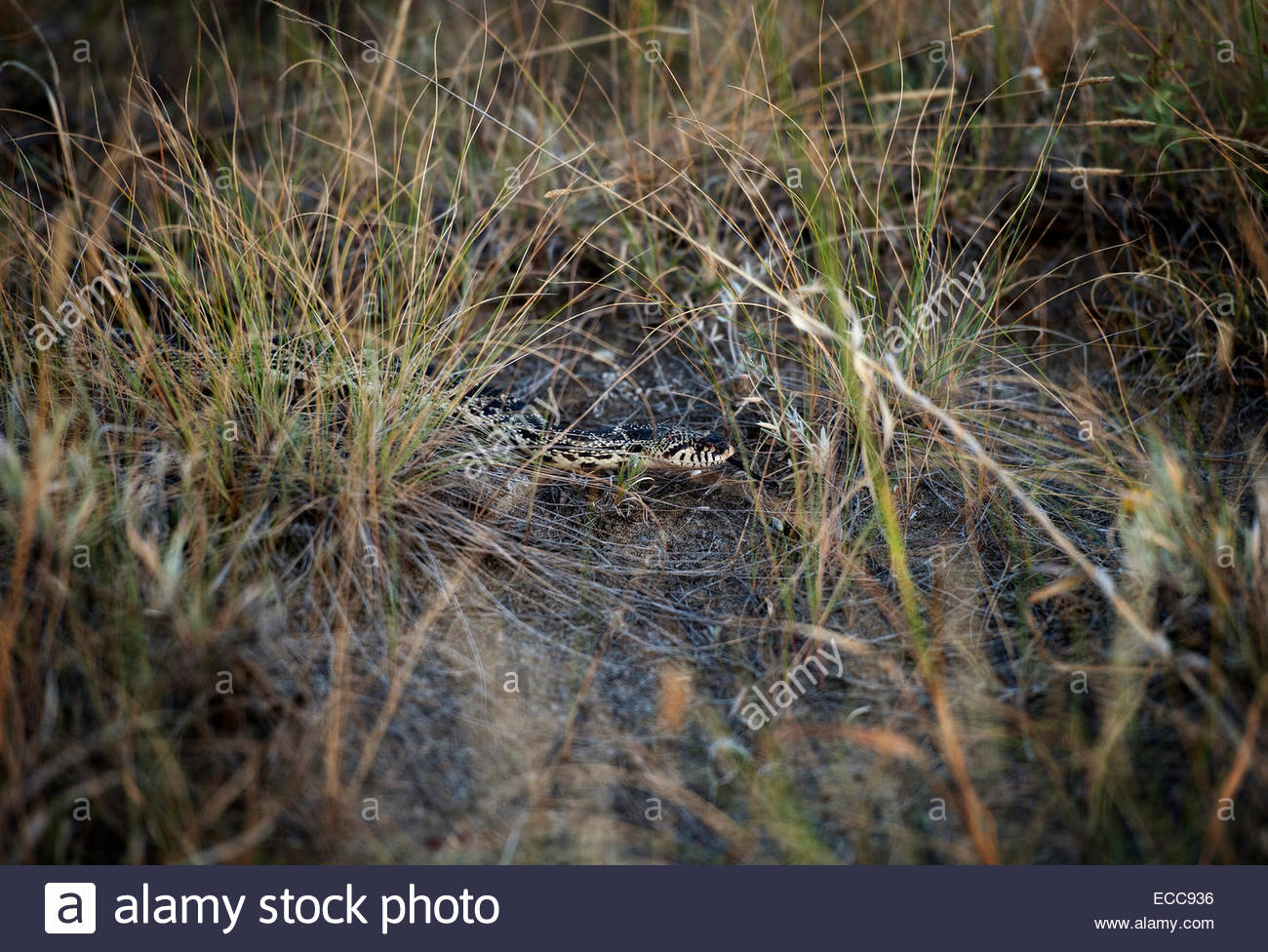 Pituophis Catenifer Catenifer High Resolution Stock Photography and ...