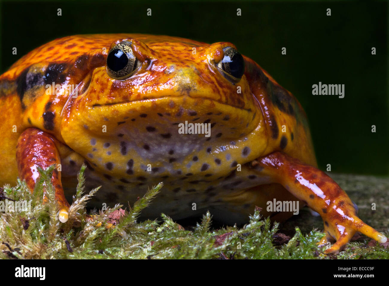 Tomato frog hi-res stock photography and images - Alamy