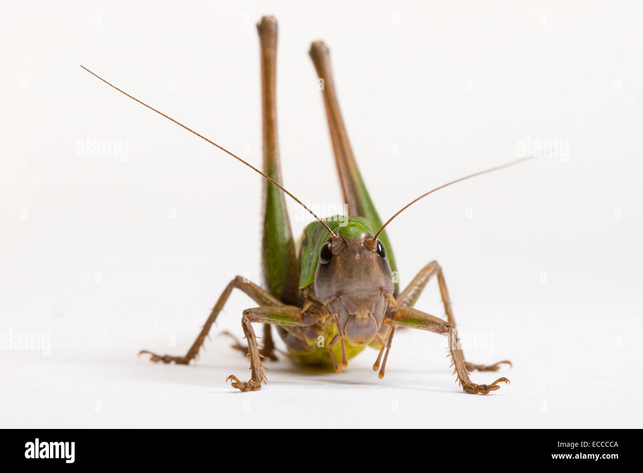 Cricket insect hi-res stock photography and images - Alamy