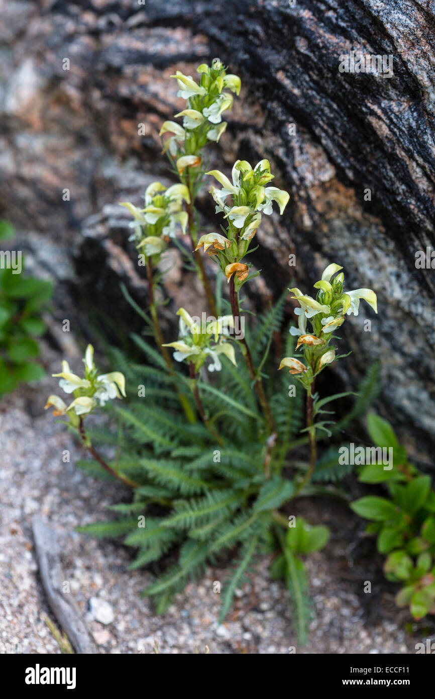 Role in alpine ecosystems hi-res stock photography and images - Alamy