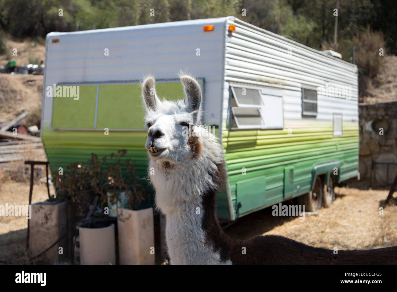 A llama in front of a trailer in Altadena, Calif Stock Photo - Alamy