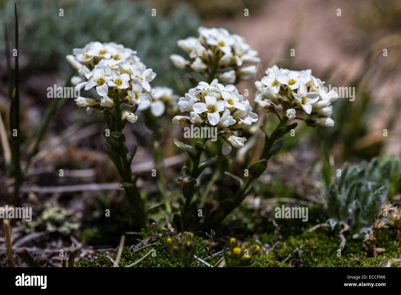 Alpine braya hi-res stock photography and images - Alamy