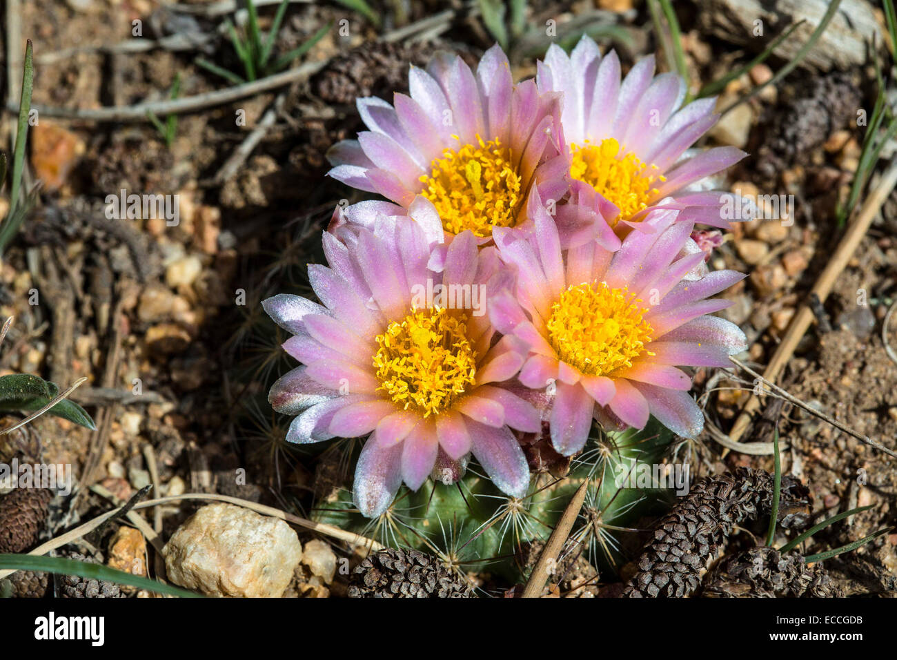 Escobaria Vivipara High Resolution Stock Photography and Images - Alamy
