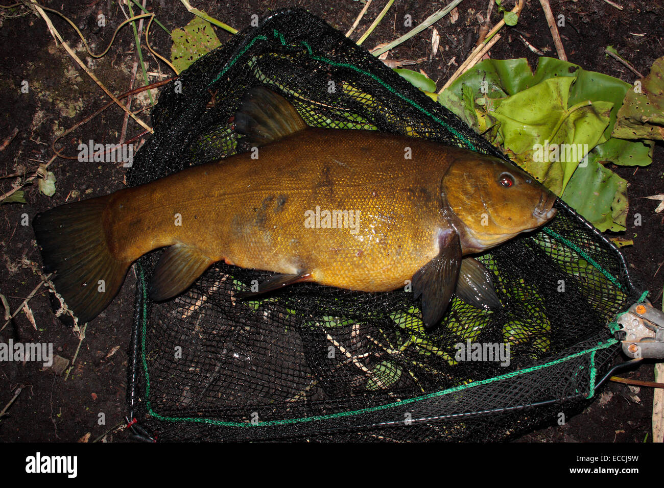 Tench fish hi-res stock photography and images - Alamy