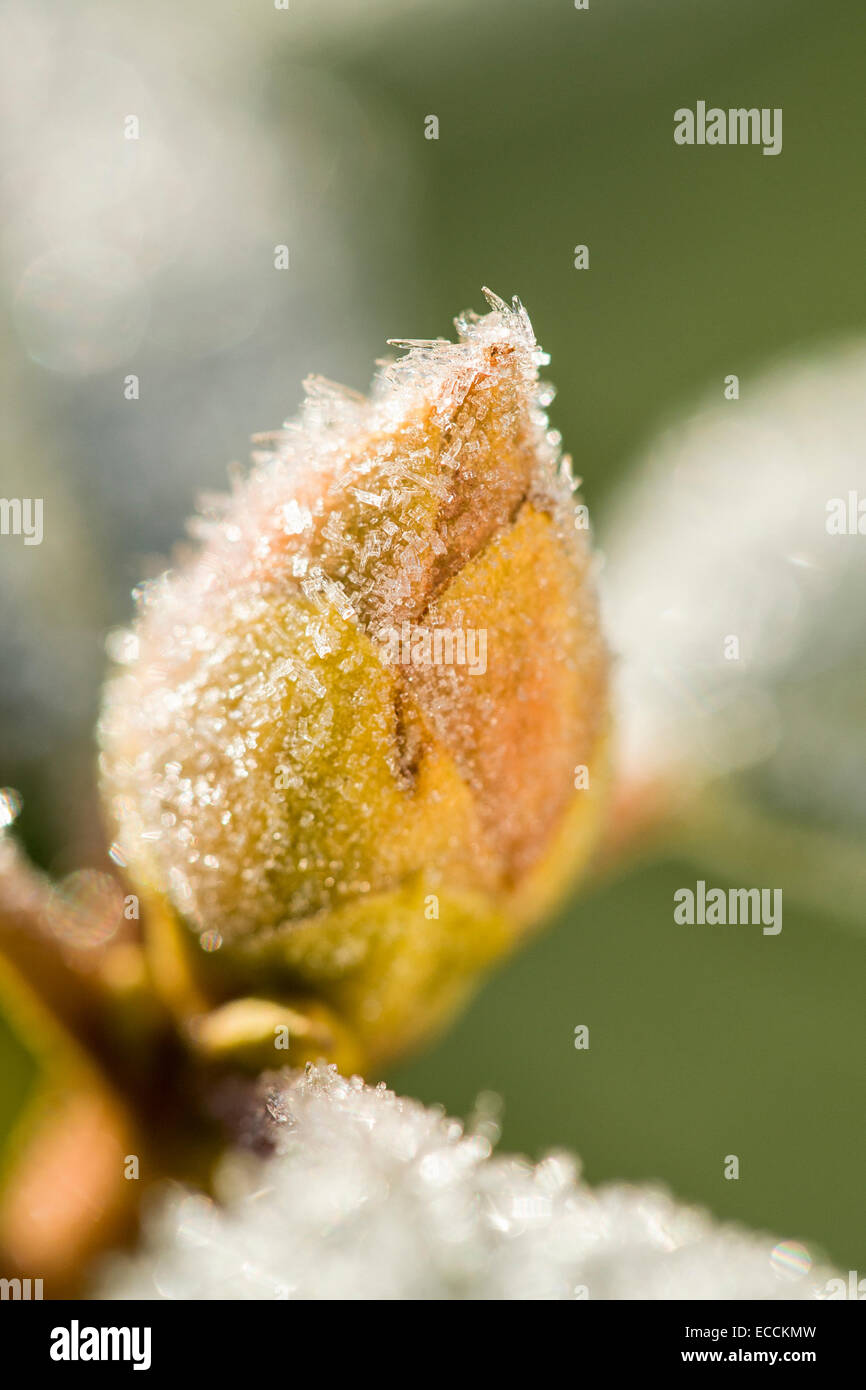 Frosted bud hi-res stock photography and images - Alamy