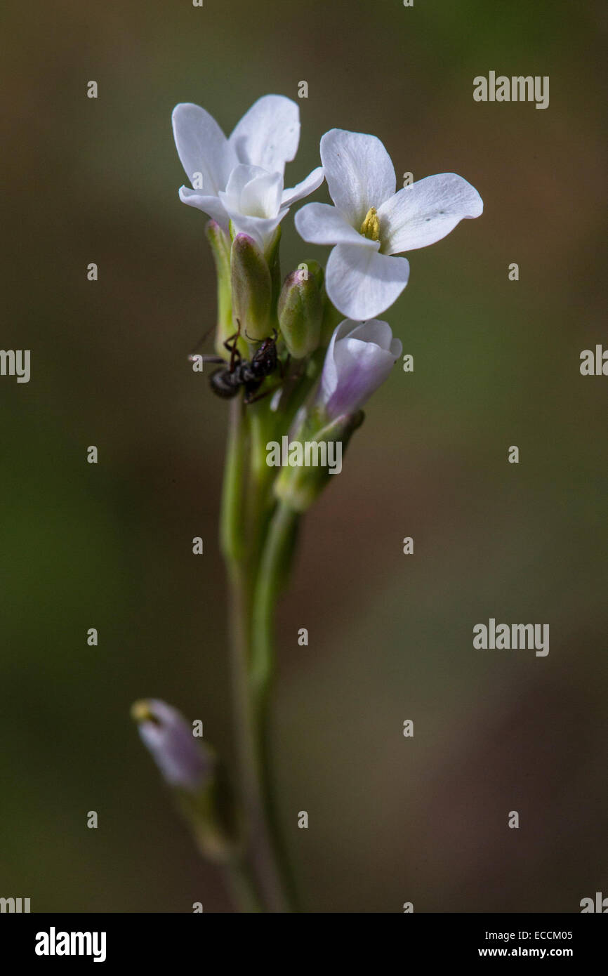 Bittercress cardamine sp hi-res stock photography and images - Alamy
