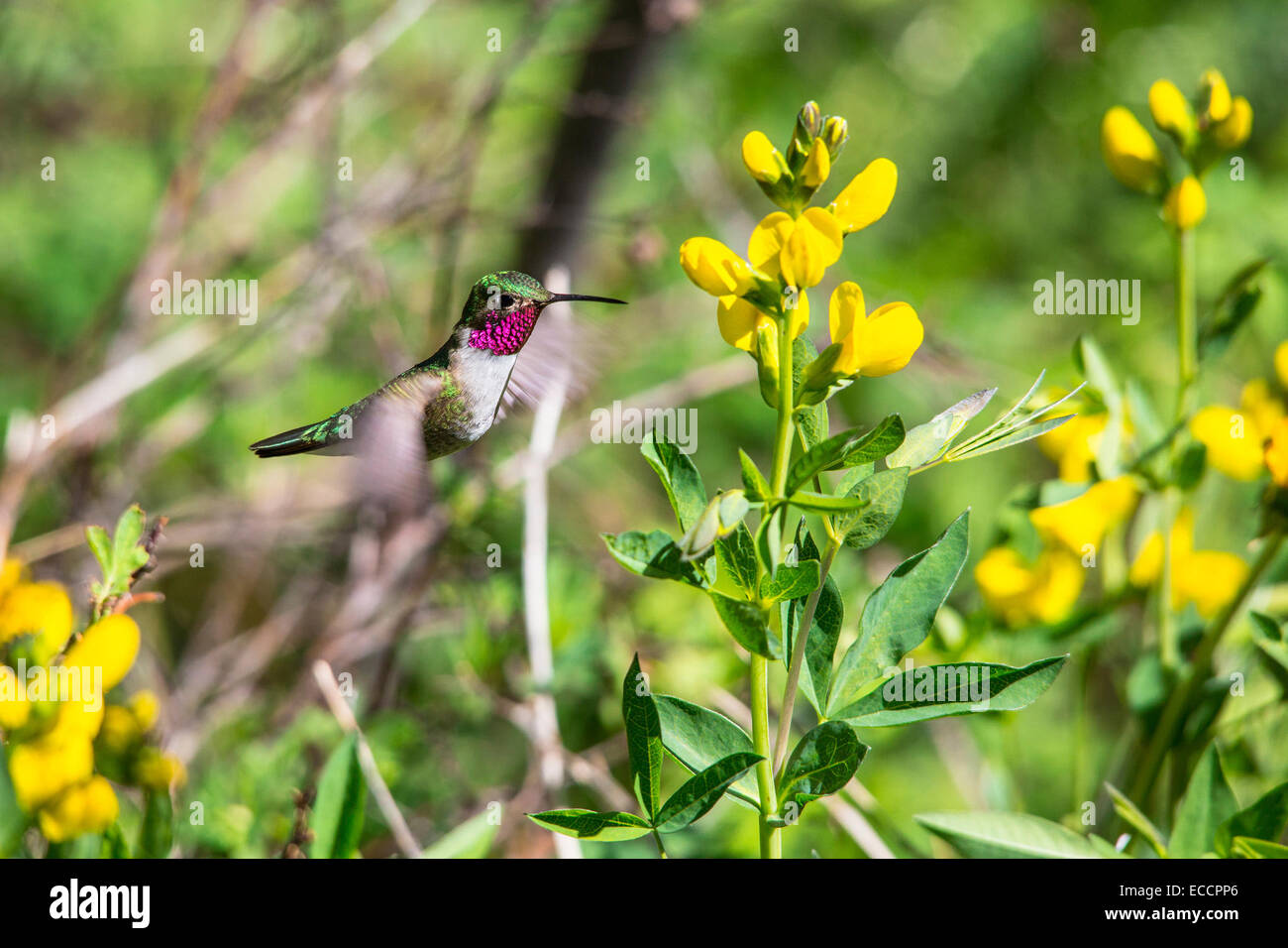 A Broad-tailed Hummingbird feeds on the Golden Banner flower in Rocky ...
