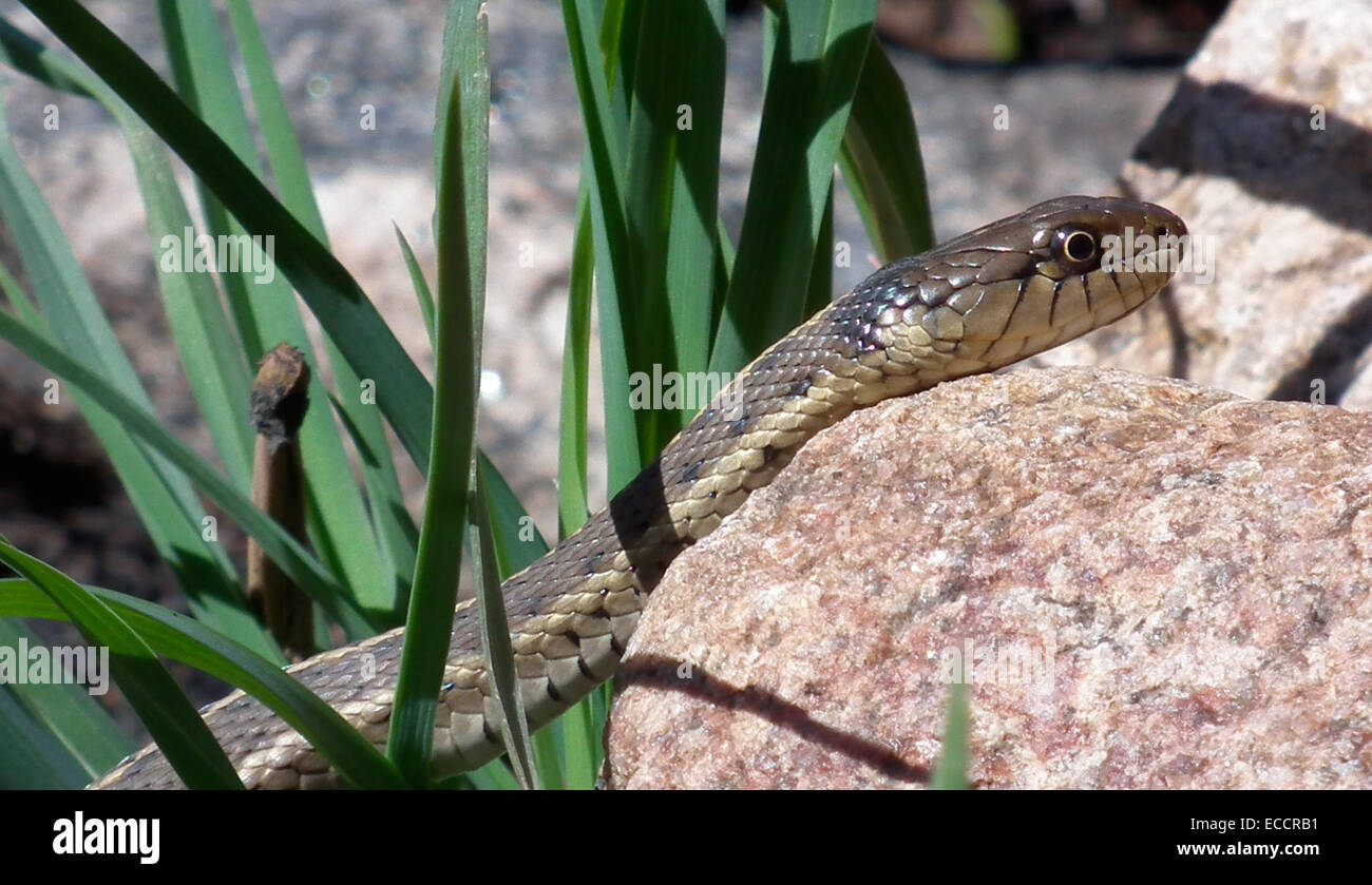 The Brown Gardener Snake, observed in Rocky Mountain National Park, is ...