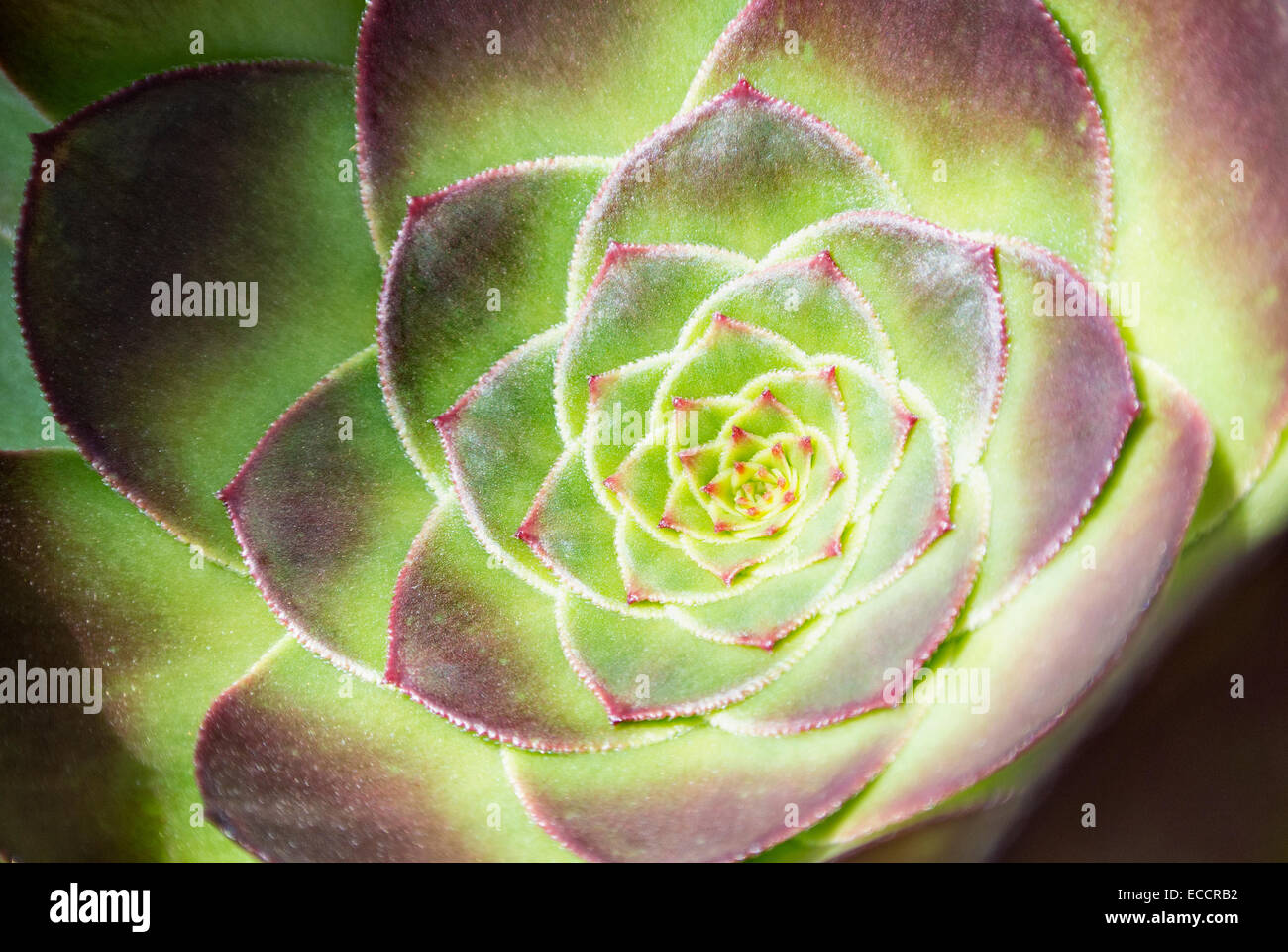 Whorl leaves hi-res stock photography and images - Alamy