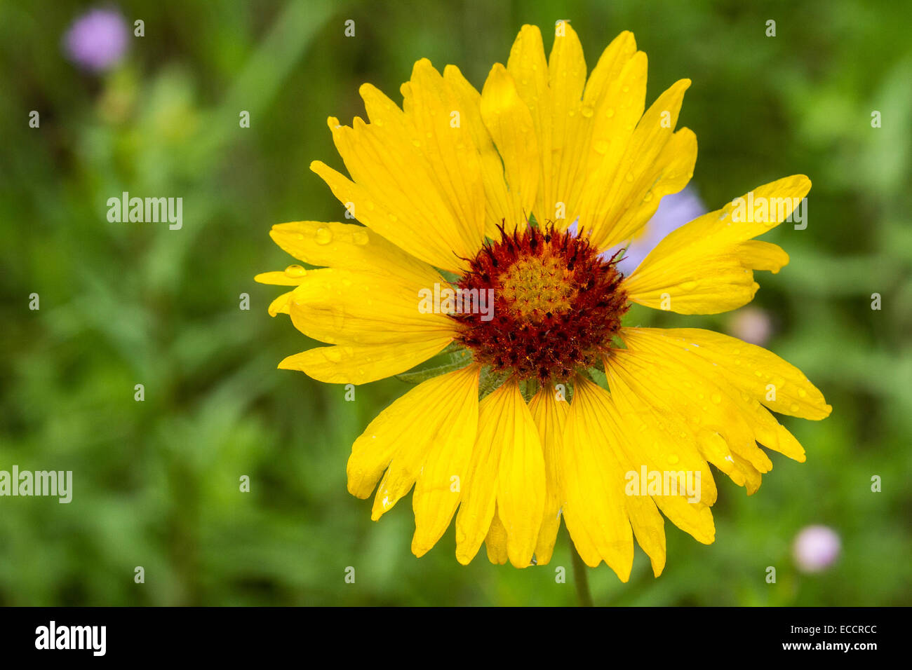 The Brown-eyed Susan (Gaillardia aristata) is a wildflower found in the ...