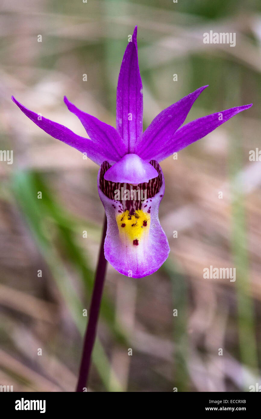 Calypsobulbosa hi-res stock photography and images - Alamy