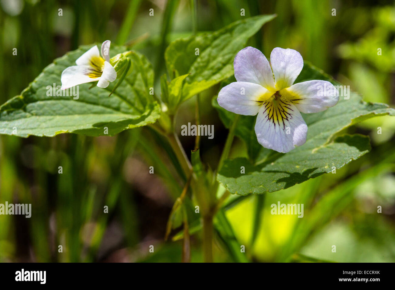 Canadian White Violet Viola canadensis Stock Photo - Alamy