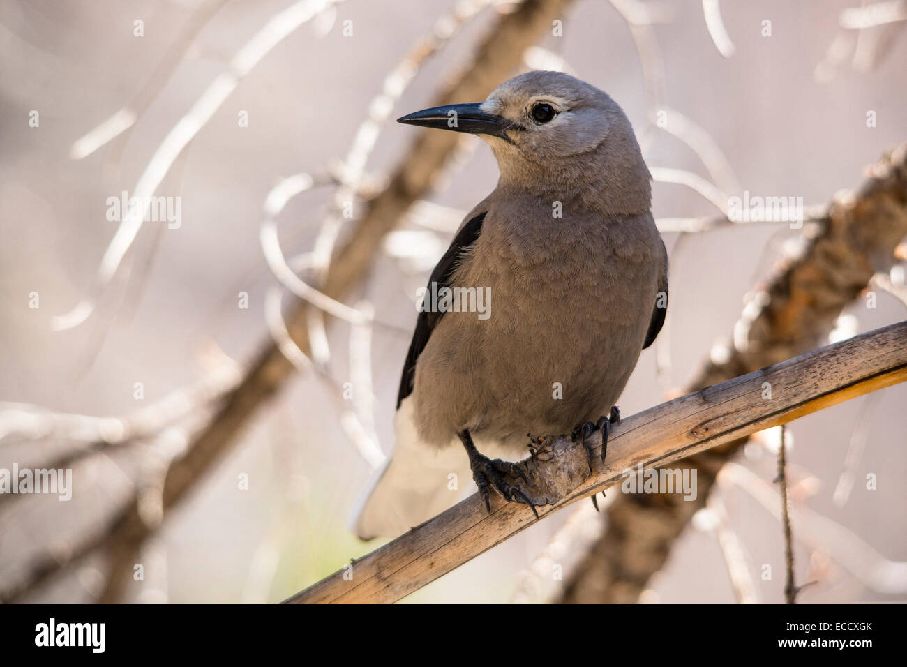 Clark's nutcracker rocky mountain hi-res stock photography and images ...