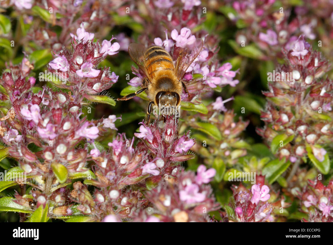 Honey Bee (Apis mellifera) feeding on Thyme (Thymus) flower in garden ...