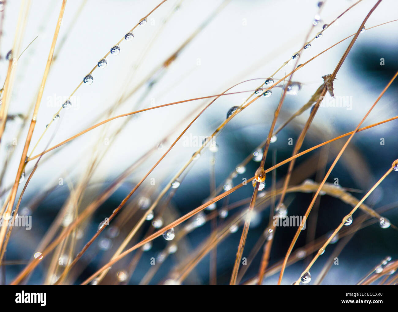 Morning dew on the mountain grass Stock Photo - Alamy