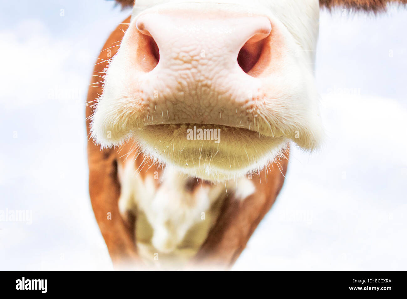 Close up picture of cow's muzzle Stock Photo - Alamy