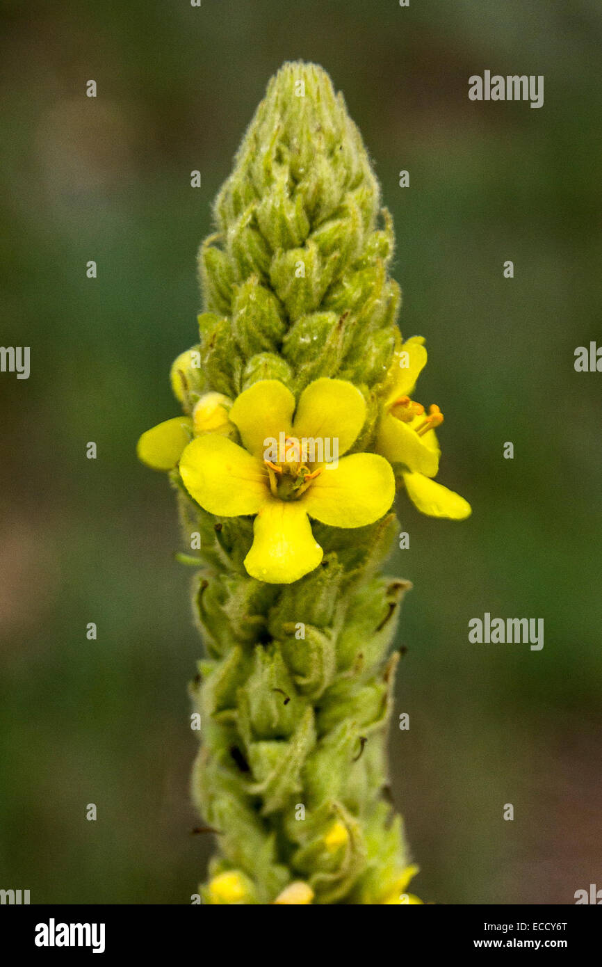 Verbascum thapsus common mullein hi-res stock photography and images ...