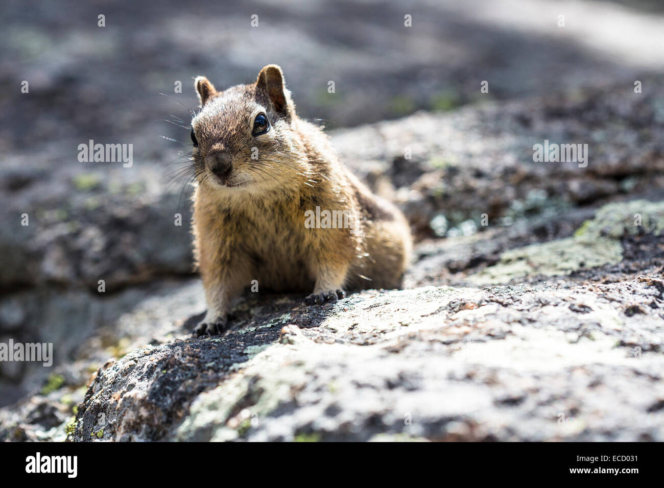 A chipmunk observed in Rocky Mountain National Park, showcasing its ...
