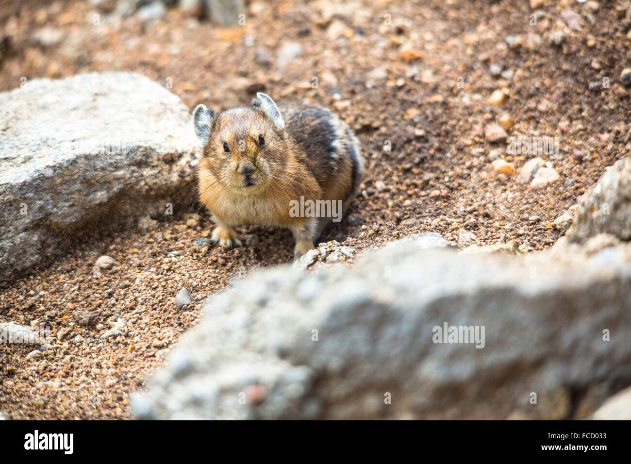 A curious pika is spotted in Rocky Mountain National Park. These small ...