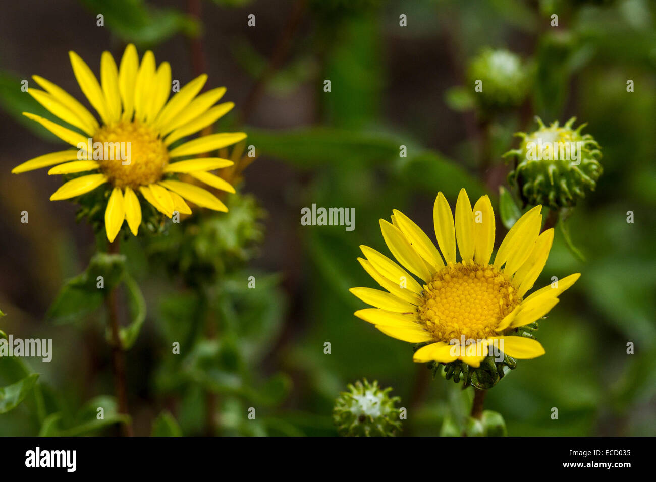 Gumweed hi-res stock photography and images - Alamy