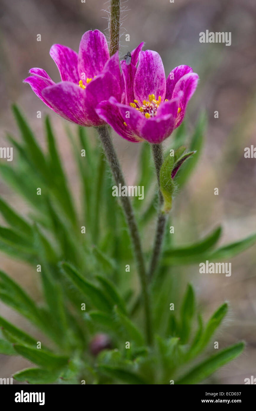 Cutleaf Anemone Anemone Multifida High Resolution Stock Photography and ...
