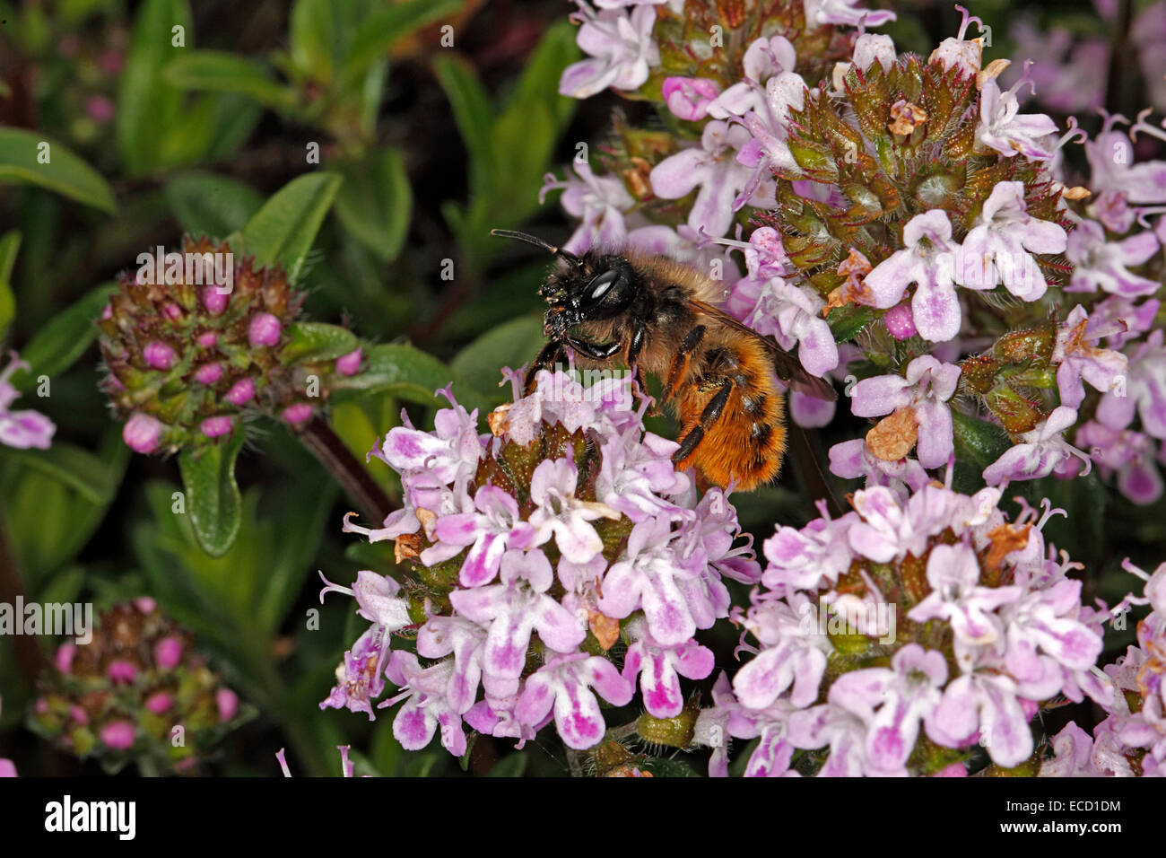 Red Mason Bee (Osmia bicornis) female feeding on Thyme (Thymus) flowers ...