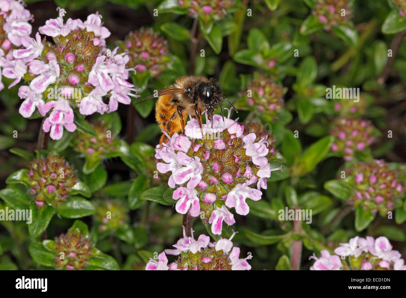 Red Mason Bee (Osmia bicornis) female feeding on Thyme (Thymus) flowers ...