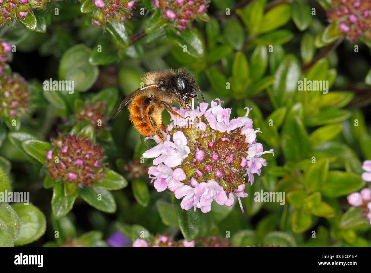 Red Mason Bee (Osmia bicornis) feeding on Thyme (Thymus) flowers in ...
