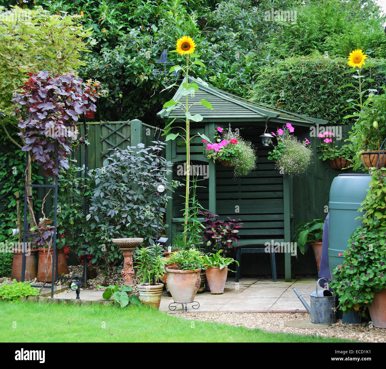 English back garden with gazebo amongst the plants and tall sunflowers ...