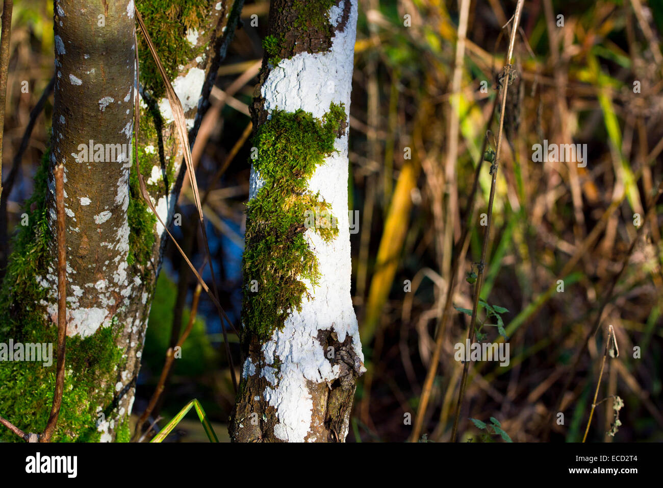 white lichen and moss on tree Stock Photo - Alamy