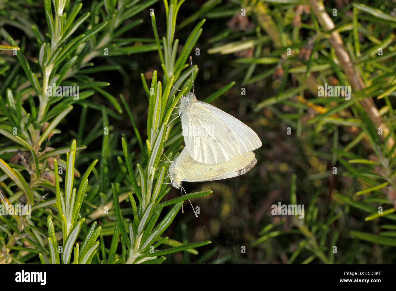 Small White Butterfly (Pieris rapae) mating pair resting on Rosemary ...