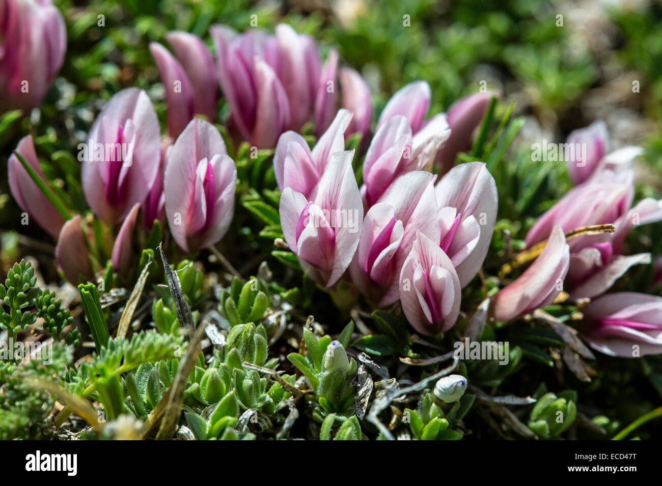 Dwarf Clover (Trifolium nanum) is a small flowering plant native to the ...