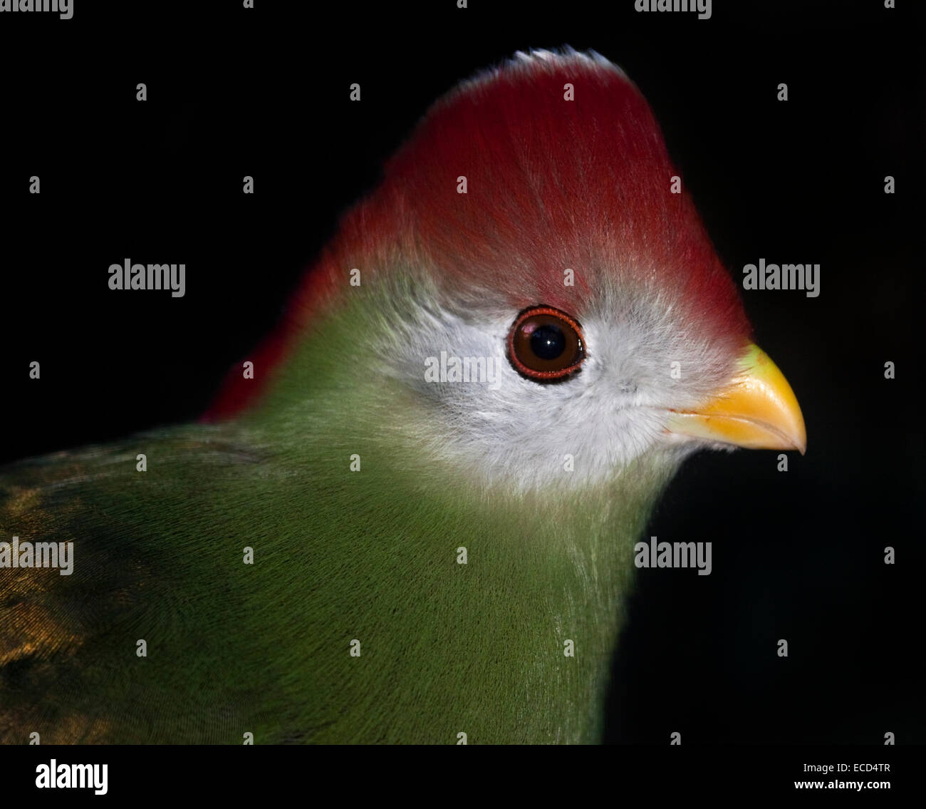 Red Crested Turaco (tauraco erythrolophus Stock Photo - Alamy