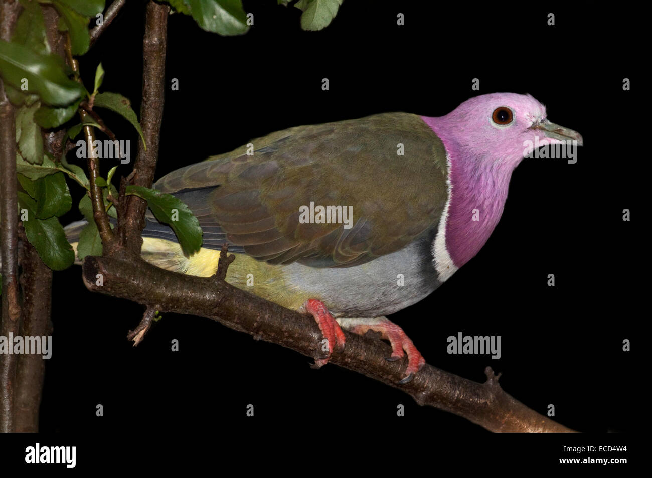 Pink Headed Fruit Dove (ptilinopus porphyreus Stock Photo - Alamy