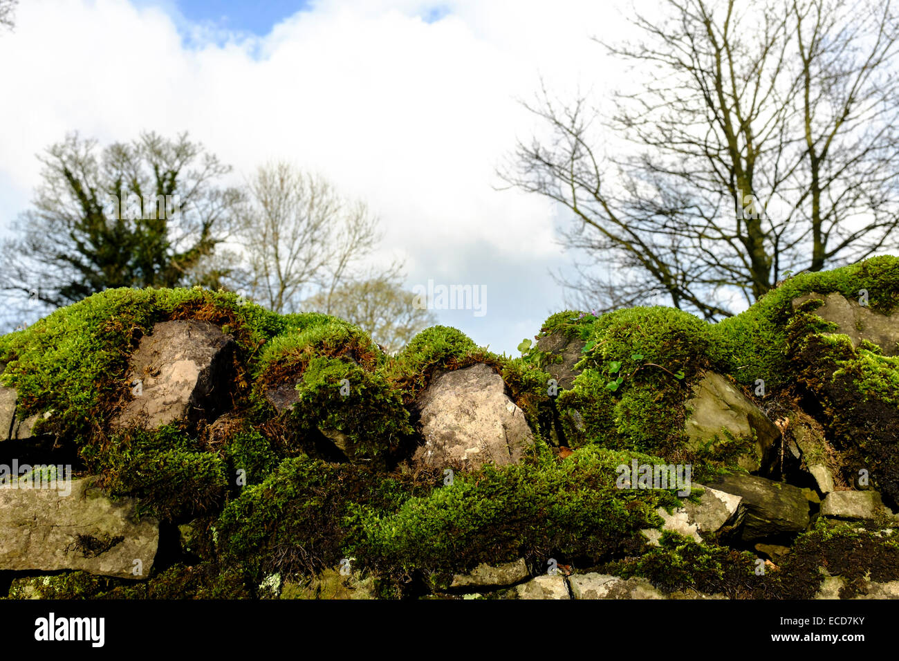 A dry stone wall covered in heavy green moss Stock Photo - Alamy