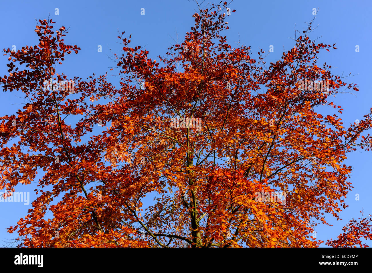 Burnt orange autumnal trees against a deep blue sky Stock Photo - Alamy
