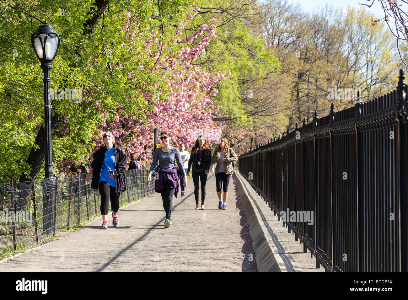 The Reservoir Jogging Path, Central Park in Springtime, NYC, USA Stock ...