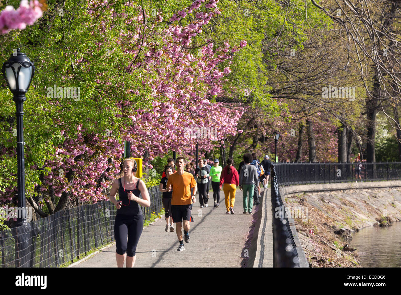 The Reservoir Jogging Path, Central Park in Springtime, NYC, USA Stock ...