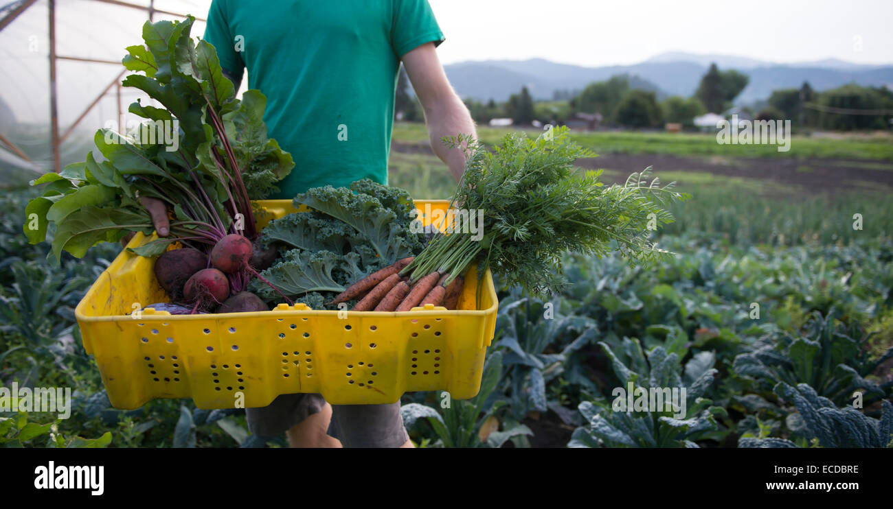 Farm produce basket hi-res stock photography and images - Alamy