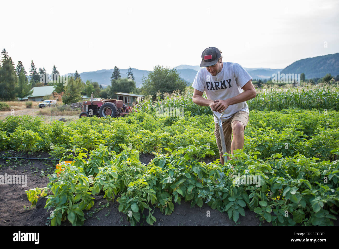 Vegetable farm hi-res stock photography and images - Alamy