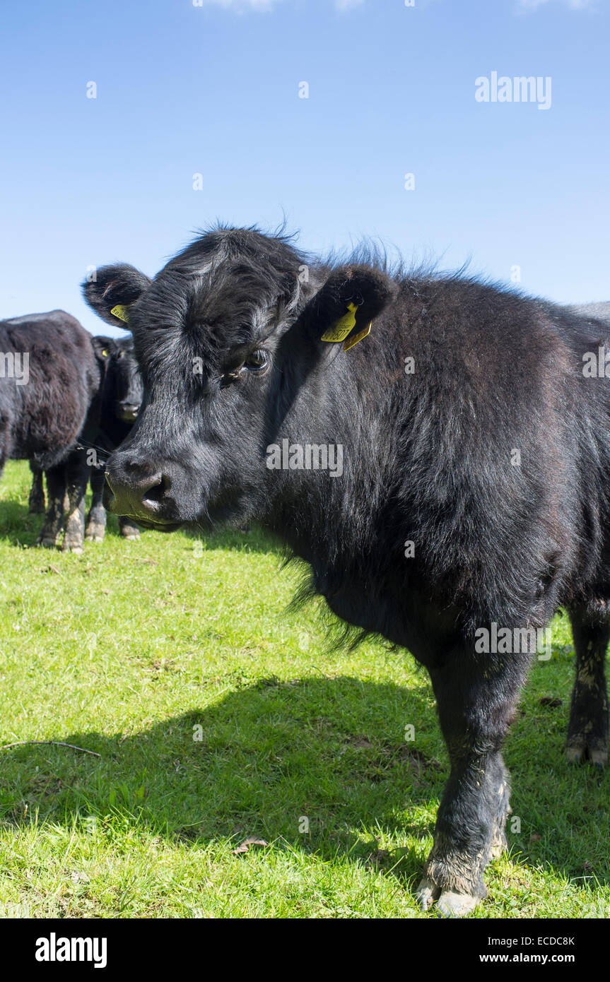 Black welsh cattle hi-res stock photography and images - Alamy