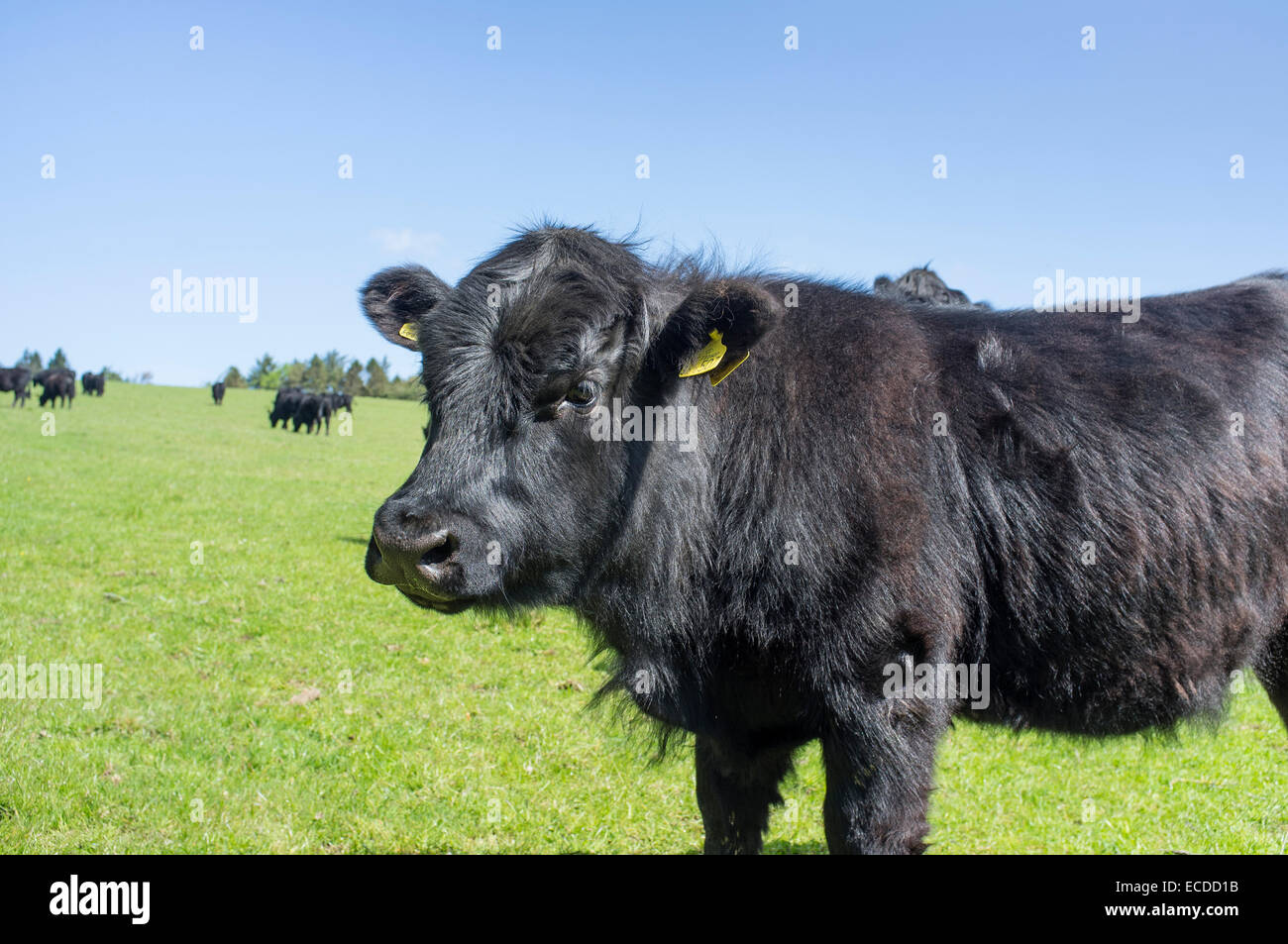 Welsh black cattle gower hi-res stock photography and images - Alamy