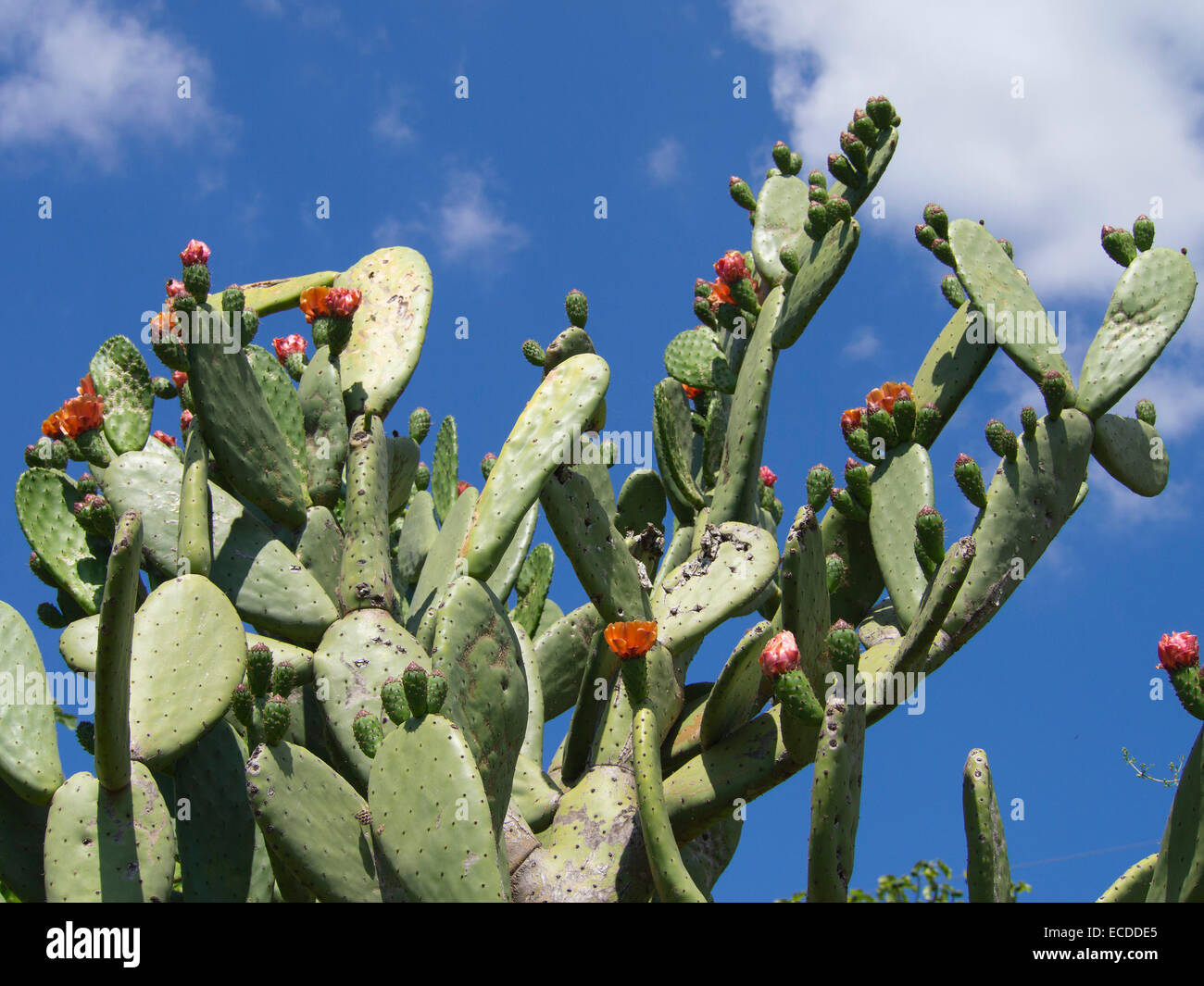 Indian fig hi-res stock photography and images - Alamy