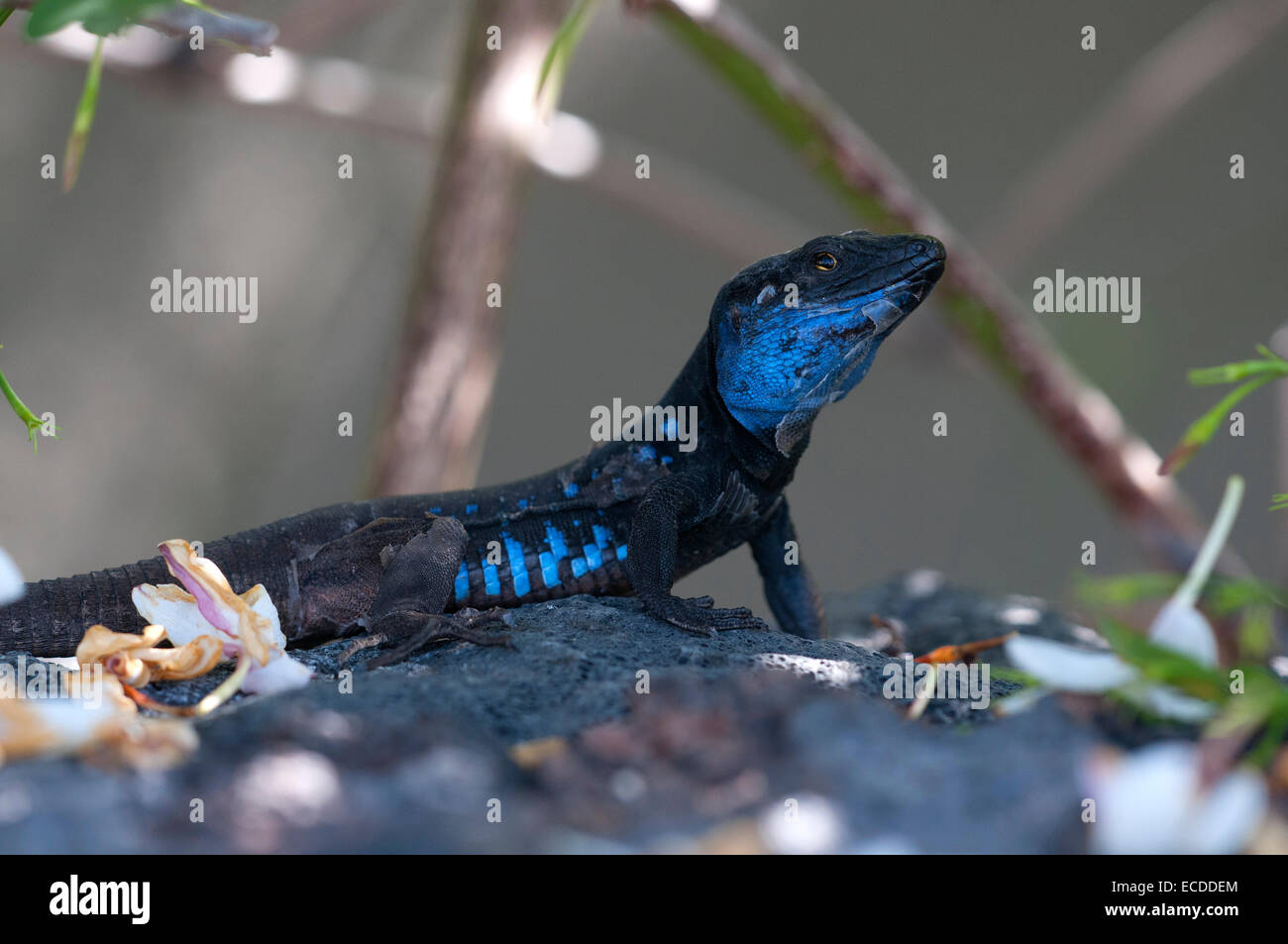 Gallotia Galloti Palmae High Resolution Stock Photography and Images ...