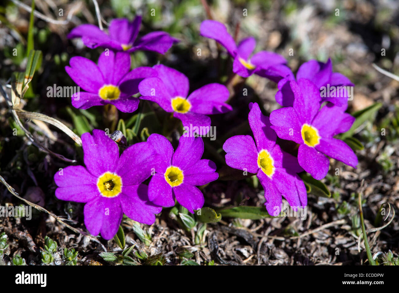 Fairy primrose hi-res stock photography and images - Alamy